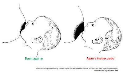 Pediatría Vital ¿cómo Colocar Al Bebé Al Pecho
