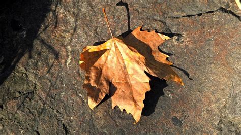 Green Fall Autumn Leaves Leaf Powerpoint Background For Free Download