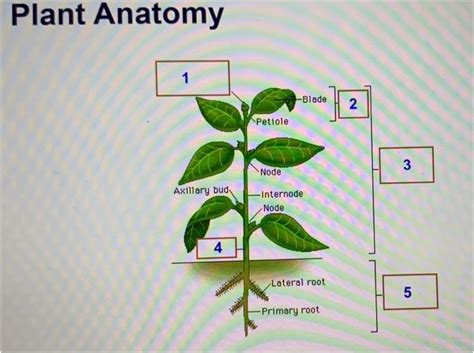 Solved Plant Anatomy 1 Blade 2 Petiole 3 Node Axillary Bud