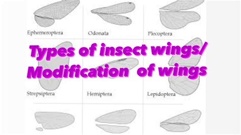 Types Of Insect Wings Or Modification Of Wings Youtube