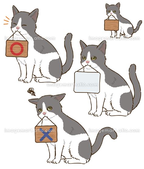 看板を咥える猫（バイカラー）のイラスト素材 [224336725] イメージマート