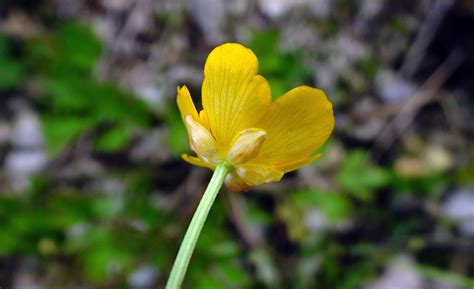 Ranunculus Repens Ranunculaceae