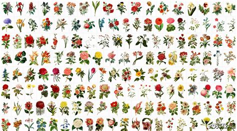 Download 600 Flowers Png Postervn