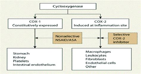 Tissue Distribution And Actions Of Cyclooxygenase Cox Isoenzymes