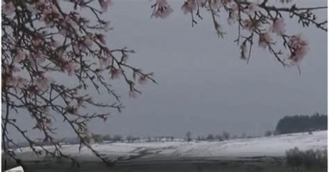 Цъфнаха плодните дръвчета