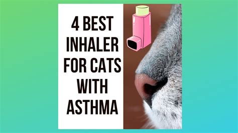 Asthma Inhaler For Cats At Waynekmarino Blog