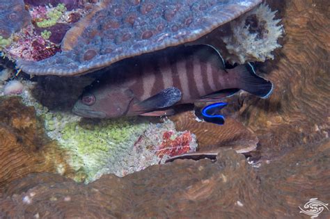 Chocolate Grouper Facts And Photographs Seaunseen Chocolate Grouper Facts And Photographs Seaunseen