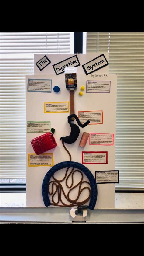How To Make A Digestive System Model Using Recycled Materials