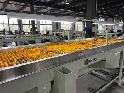 Kumquat Washing Grading Machine Jujube Washing Sorting Fruit