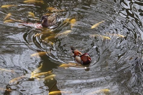 잉어 연못 만다린 오리 Waterfowls Pixabay의 무료 사진