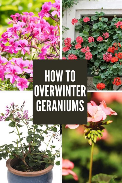 Geraniums Winter Storage Overwintering “geraniums” Without