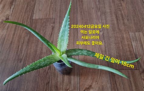 먹는 알로에 사포나리아 통과 흙값 정성값만 받네요 식물은 무료