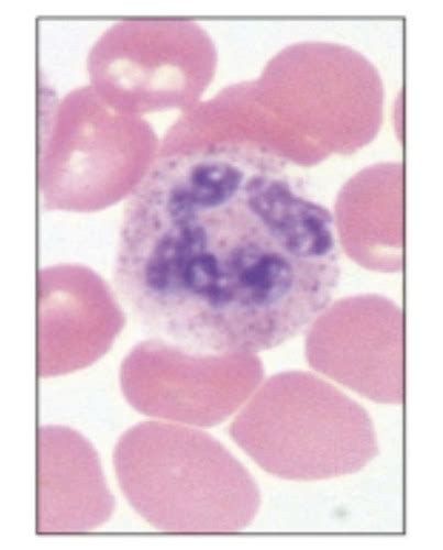 Aandp2 Lab Midtern Label Flashcards Quizlet