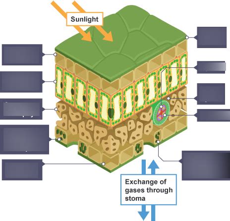 Diagram Of GCSE Biology Structure Of The Leaf Quizlet