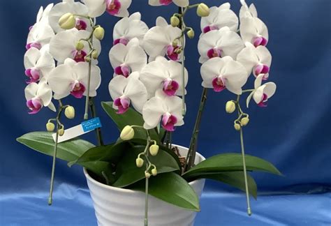 サービス 深大寺オーキット