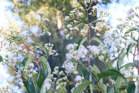 Heptacodium Miconioides Seven Sons Flower Tree Haloolddairynursery