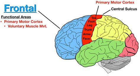 Lobes Of The Brain Cerebral Cortex Anatomy Function Labeled Diagram