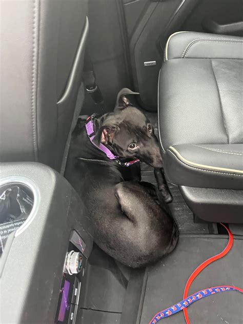 Noah Is Being Transferred Dart Duette Animal Rescue Team