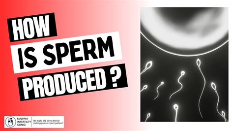 A Journey Through The Male Reproductive System Sperm Production Explained Spermproduction