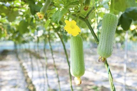 10 Simple Steps To Grow Your Own Loofah The Habitat