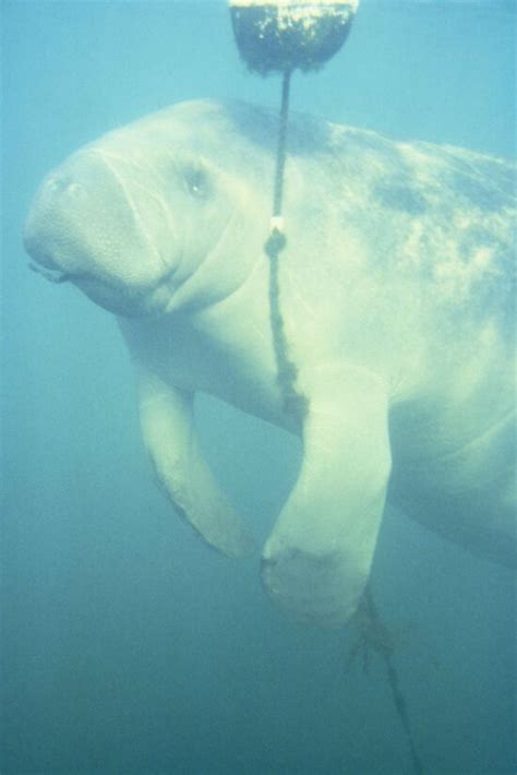Free Picture Trichechus Manatus Latirostris Florida Manatee Animals