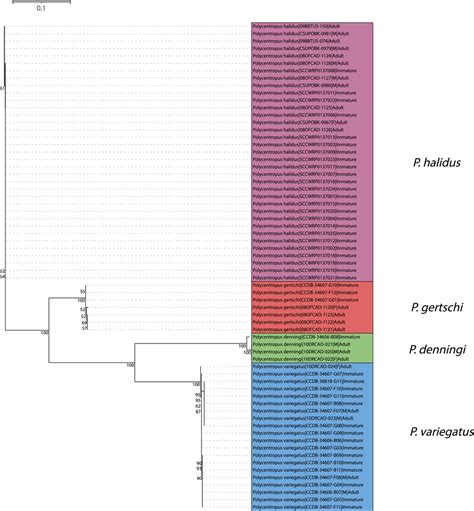 neighbor‐joining tree for mtcoi barcoding sequence data of eastern taxa
