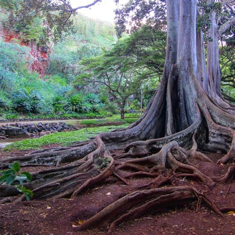 Pin By Kauai Colors On Kauai Tree Plants Kauai