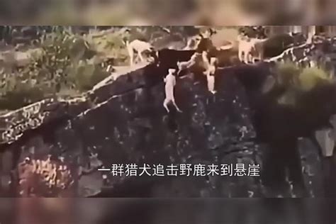 狗狗发现洞中的猎物，挖开整个洞穴后，男子有些不淡定了猎物洞穴狗狗