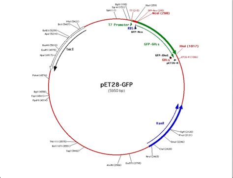 Solved Note That In The PCR Reaction One Of The Primers Chegg Com