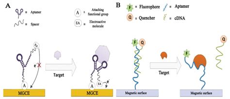 Aptamer Modified Magnetic Beads In Biosensing
