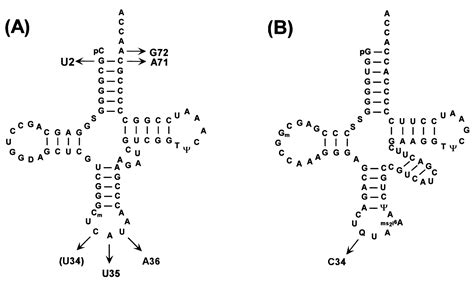Import Of Amber And Ochre Suppressor Trnas Into Mammalian Cells A