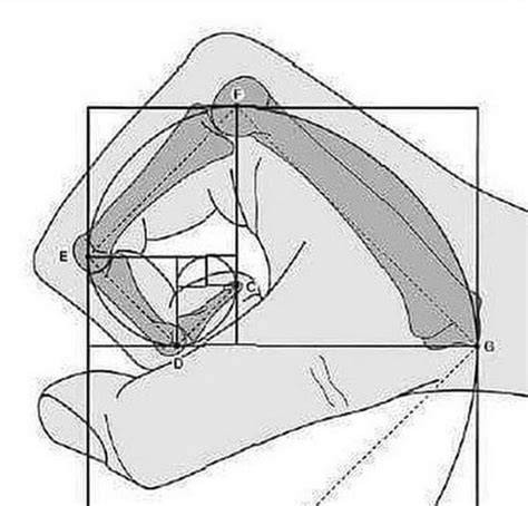 Fibonacci Growth Patterns