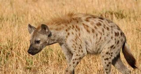 Wtf Evolution 13 09 16 22 39 Пикабу