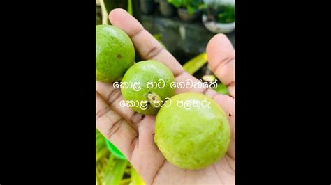 කොළ පාට ගෙවත්තේ කොළ පාට පලතුරු ☘️🌿🌱🍃 Youtube