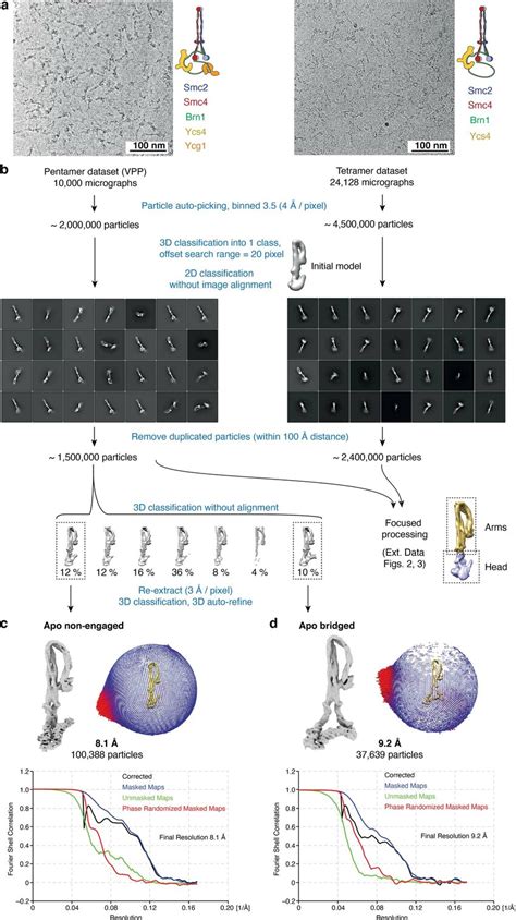 Cryo Em Structure Determination Of The Nucleotide Free Apo Condensin Download Scientific