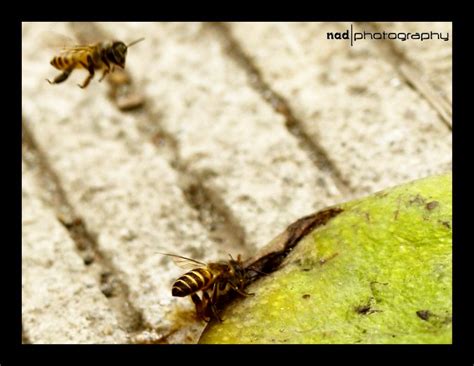 Bomber Bee By Nadphotoarts On Deviantart