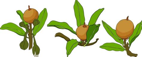 112 Chiku Fruit Stock Vectors And Vector Art Shutterstock