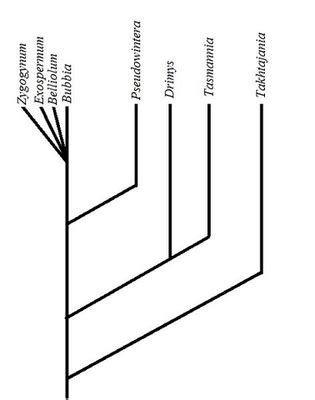 Chapter Quiz Phylogeny Quiz