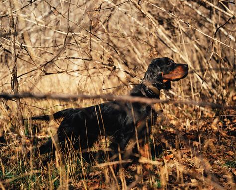 Gordon Setter Duck Hunting