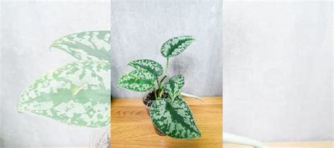 Сциндапсус Пиктус Требе (ростки) купить в Москве | Товары для дома и ...