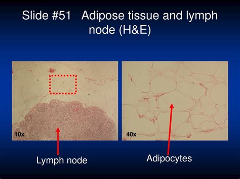 Ppt Comprehensive Overview Of Connective Tissue Histology Lab Slide