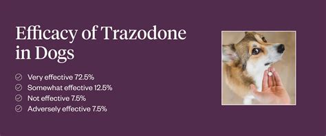 Trazodone For Dogs Usage Side Effects And Alternatives Dutch