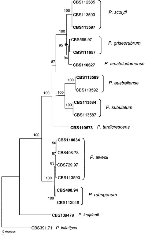 The Single Most Parsimonious Tree Obtained From Heuristic Searches Of A