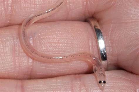 How To Keep Glass Eels Alive At Harry Richey Blog