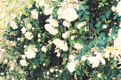 White Rose Bush Garden Flowers Photo Background And Picture For Free