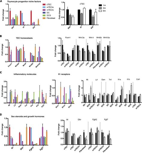 A Subset Of Genes Implicated In Late Thymic Involution Are Deregulated