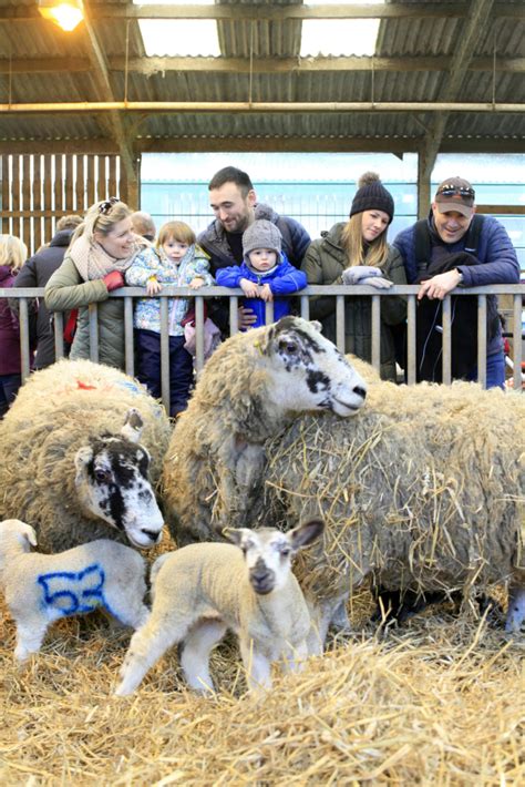 Families Flock To Bigger And Better Reaseheath Lambing Weekends