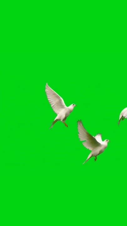 Birds Flying Effect Green Screen Youtube