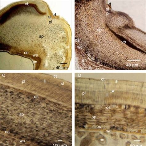 Photomicrography Of The Palisade Layer Longitudinal Sections Of The