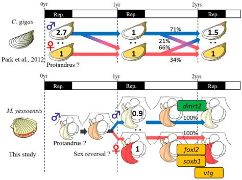 Animals Free Full Text Phenotypic Stability Of Sex And Expression
